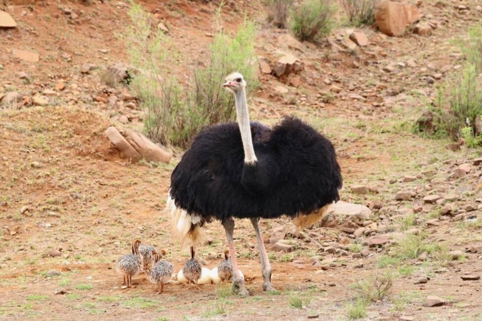 Ile waży jajko strusia? - Budujpraktycznie